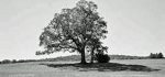 The Tale of Jersey’s Devil Tree – Mr. Local History Project