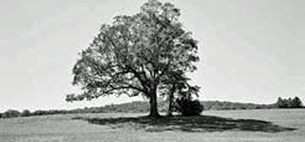 The Tale of Jersey's Devil Tree - Mr. Local History Project