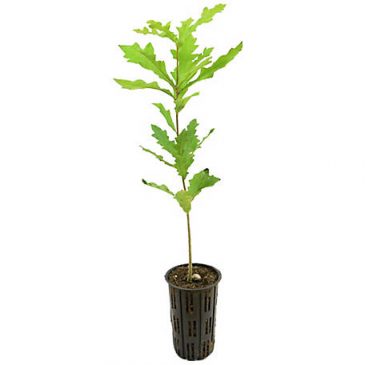 Retrospective: The Siblings of a 619-Year Oak Tree - Mr. Local History ...