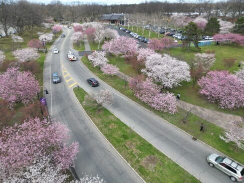 Newark's Branch Brook Park Has More Than Any Other - Mr. Local History ...